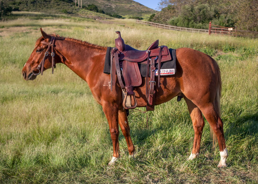 Sale Horses - Performance Horse Sales - Cal Poly, San Luis Obispo